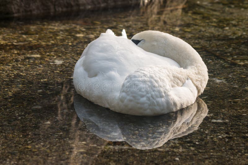 Swan Sleeping on Eggs stock photo. Image of nest, swan - 95249884