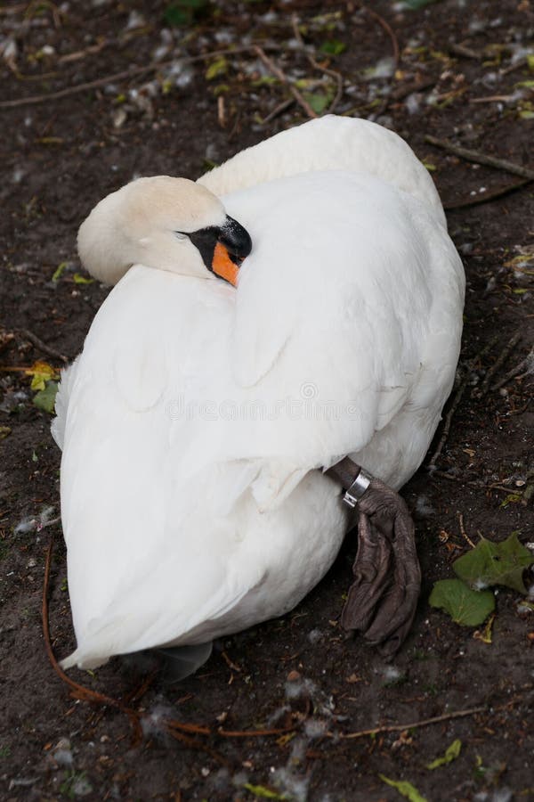 White Swan Sleeping in Park in Brugge Stock Photo - Image of brugge ...