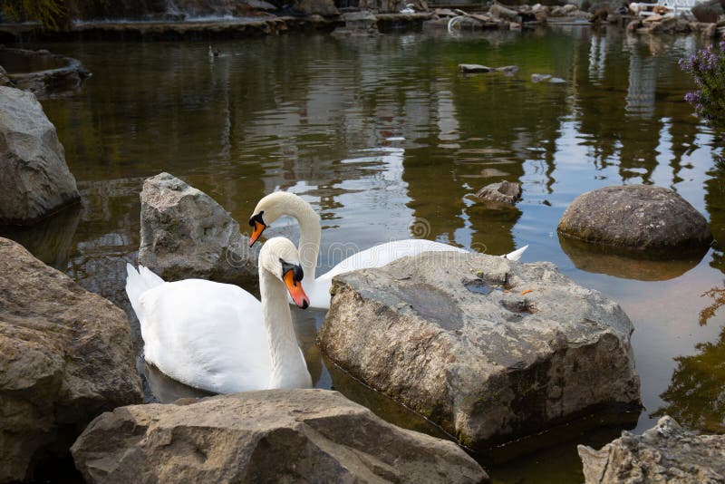 White Swan in a Small Pond among the Rocks Stock Photo - Image of ...