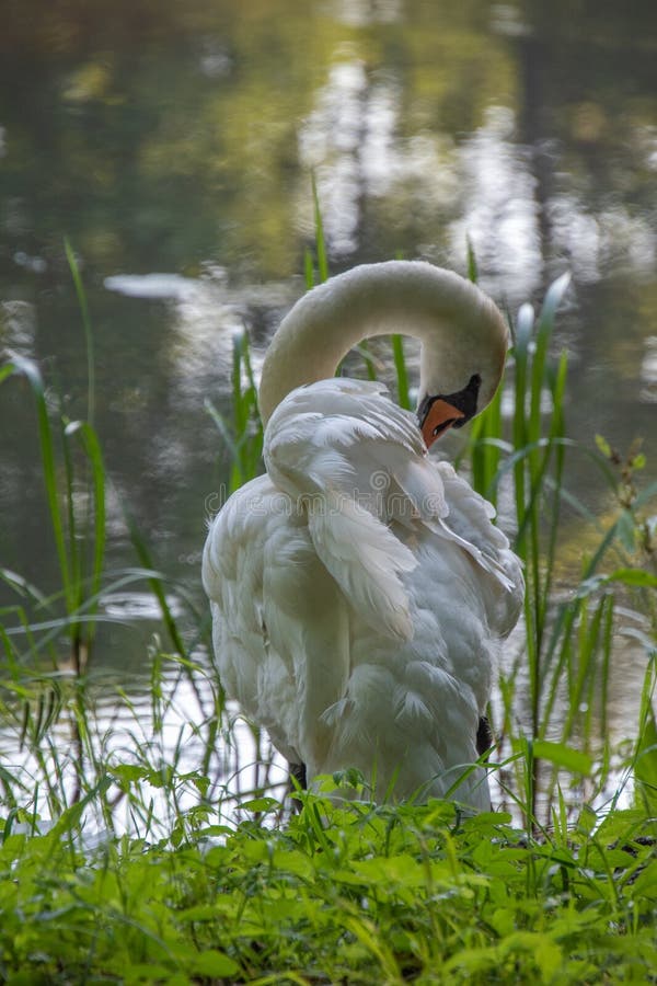 A White Swan Sorts His Feathers Stock Photo - Image of green, pound ...