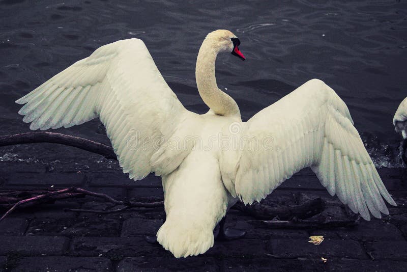 White Swan with Spread Wings Stock Image - Image of beak, fowl: 228923379