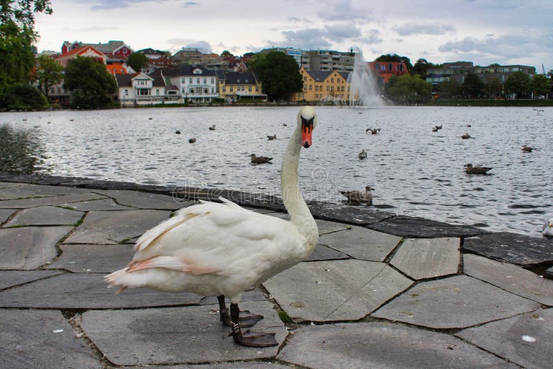 Swan staring at the water stock image. Image of staring - 45317393