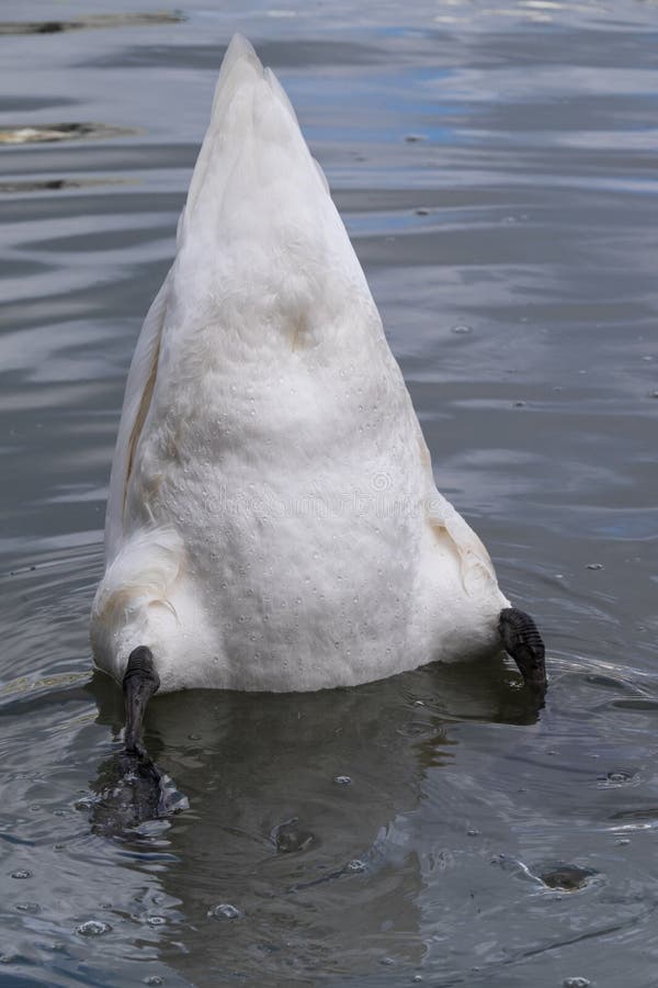 White Swan Stucks His Head in the Water and Its Backside Rises Above ...