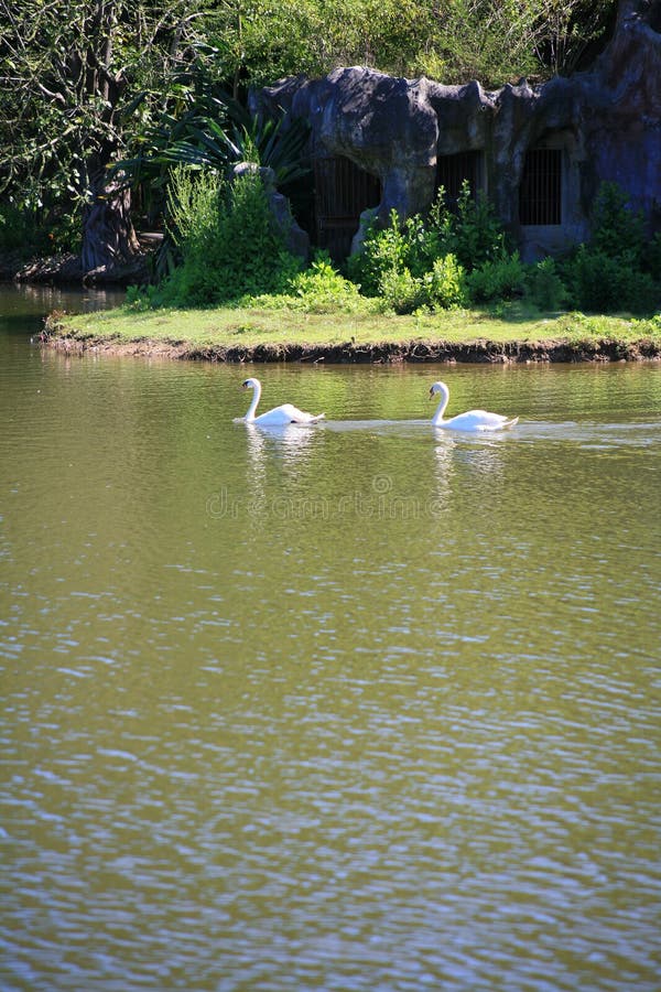 White Swan stock image. Image of wildlife, water, nature - 81634007
