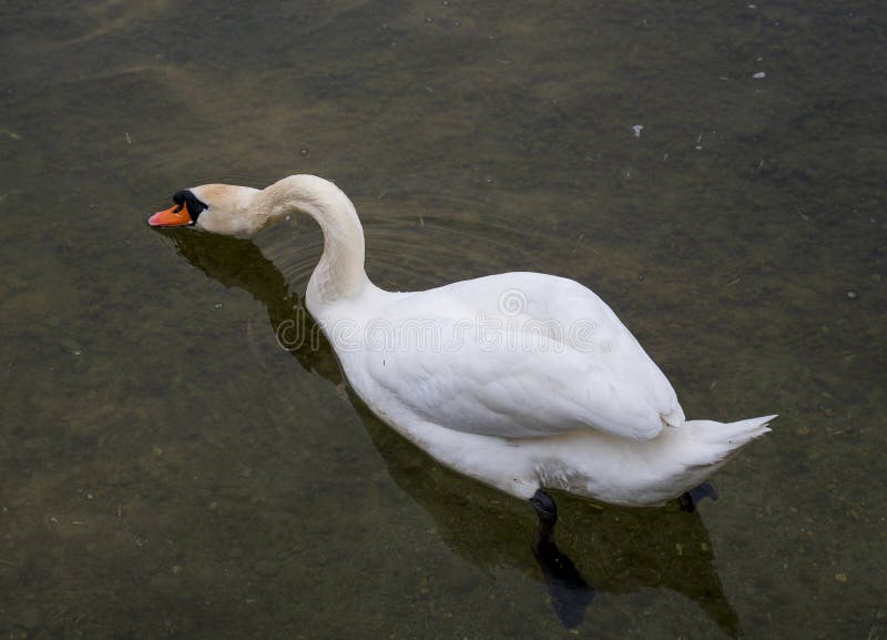 The Swan Floats in Shallow Water Stock Photo - Image of wing, wildlife ...