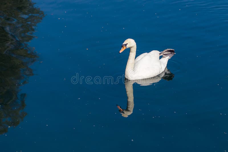 White Swan Swiming in River Water Alone Stock Image - Image of closeup ...