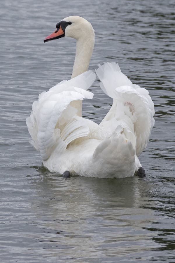 A White Swan on the Ornamental Lake at Southampton Common Stock Image ...