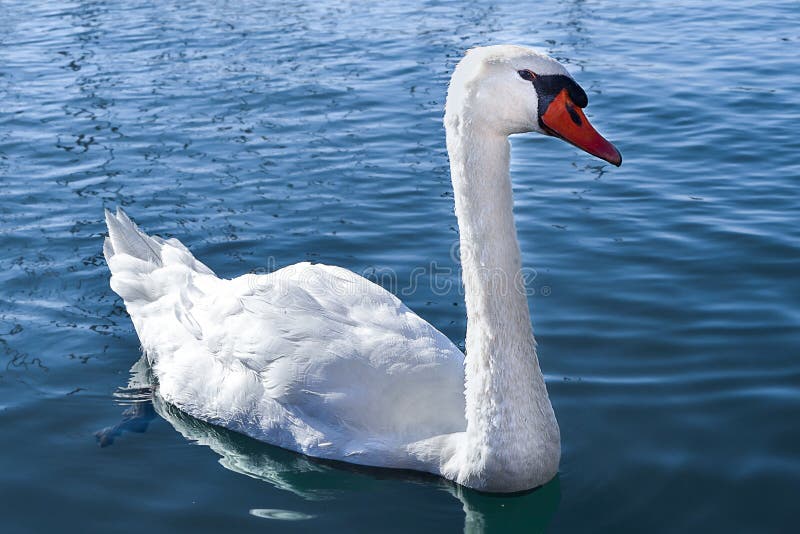 White Swan Swimming on Blue Lake and Ripple Water Stock Image - Image ...