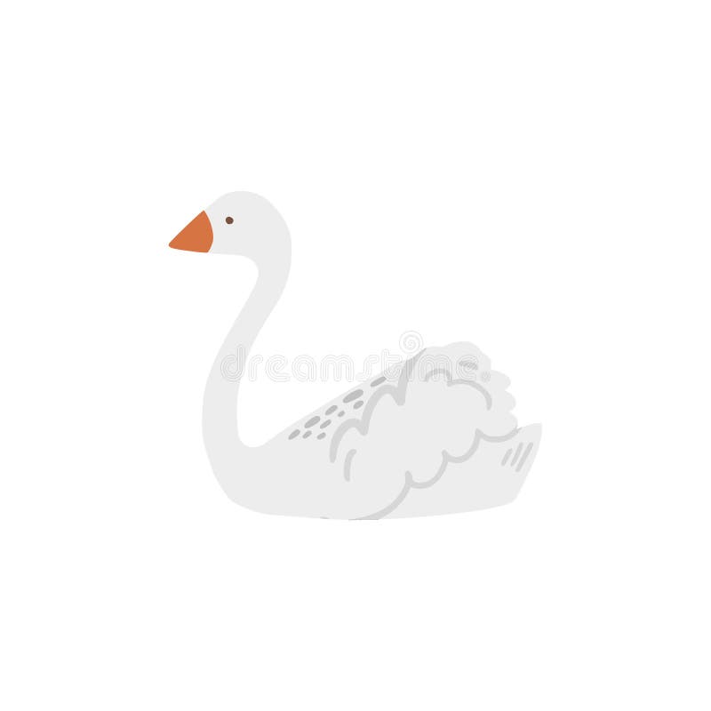 White Swan Swimming In Lake Isolated On White Background Pond Goose