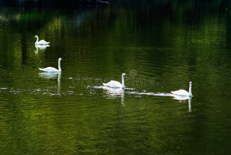 White Swan Swimming in Pond with Green Reflection of Tree Stock Photo ...