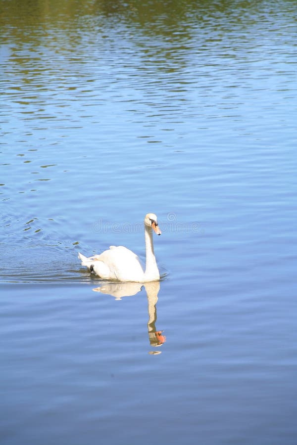 White Swan stock photo. Image of lake, animal, bird, wildlife - 81668830