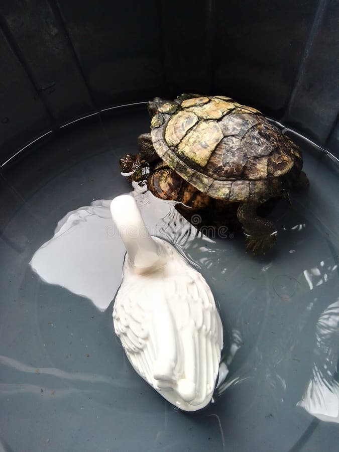 A White Swan Swimming with Turtle Green Stock Image - Image of swan ...