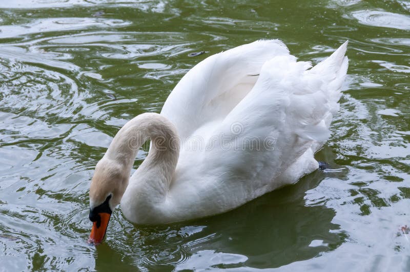 White Swan Swims in the Lake, Askania-Nova, Ukraine Stock Image - Image ...
