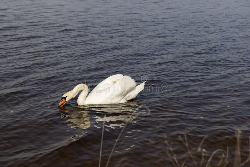 A White Swan Swims on the Lake in Early Spring Stock Photo - Image of ...