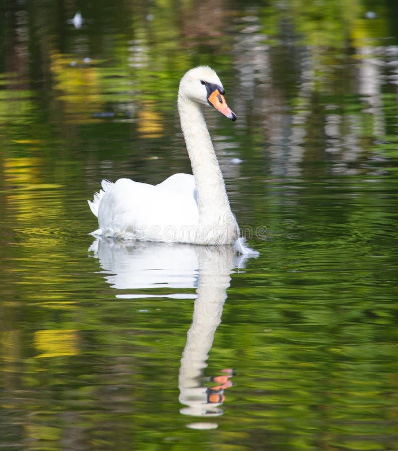 White Swan Swims in Nature in Summer Stock Image - Image of reflection ...