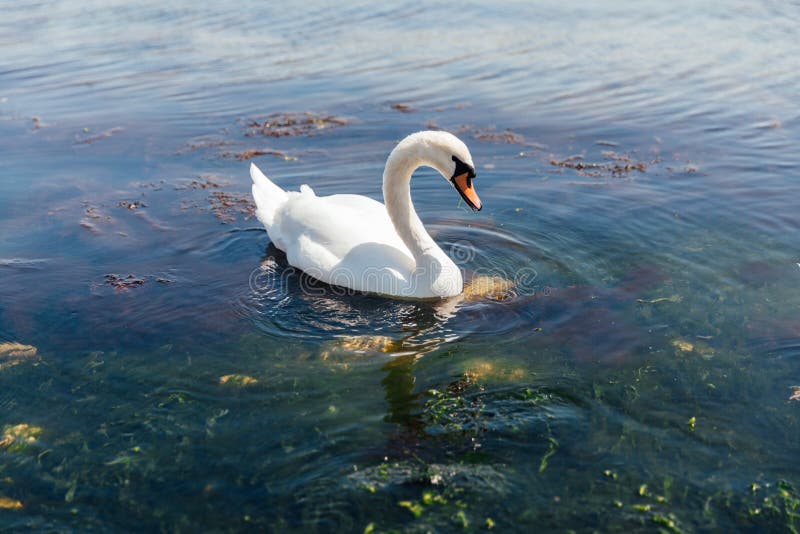 Beautiful White Swan Swims in Sea Water Stock Image - Image of lake ...