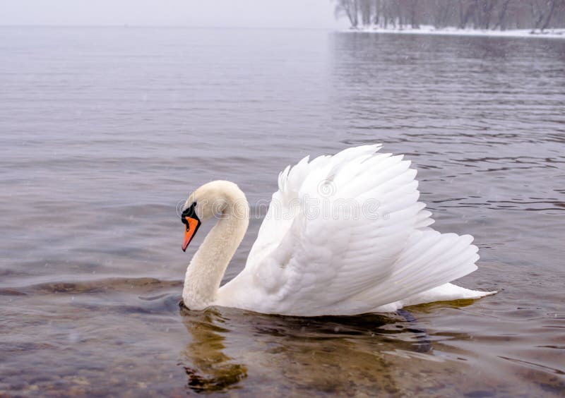 White Swan Swims on a Winter Lake Stock Photo - Image of pond ...