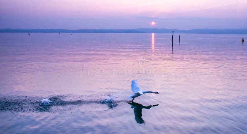 White Swan Takes Flight at Sunset on the Lake Stock Image - Image of ...