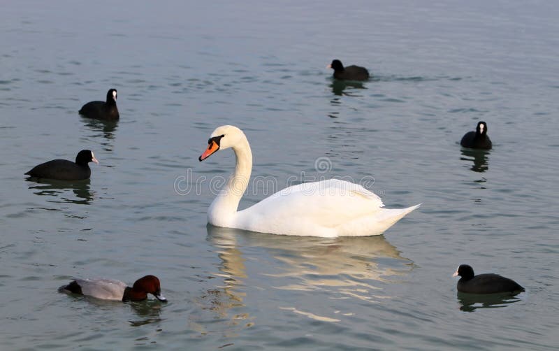 White swan stock image. Image of emotion, bonding, blue - 37400405