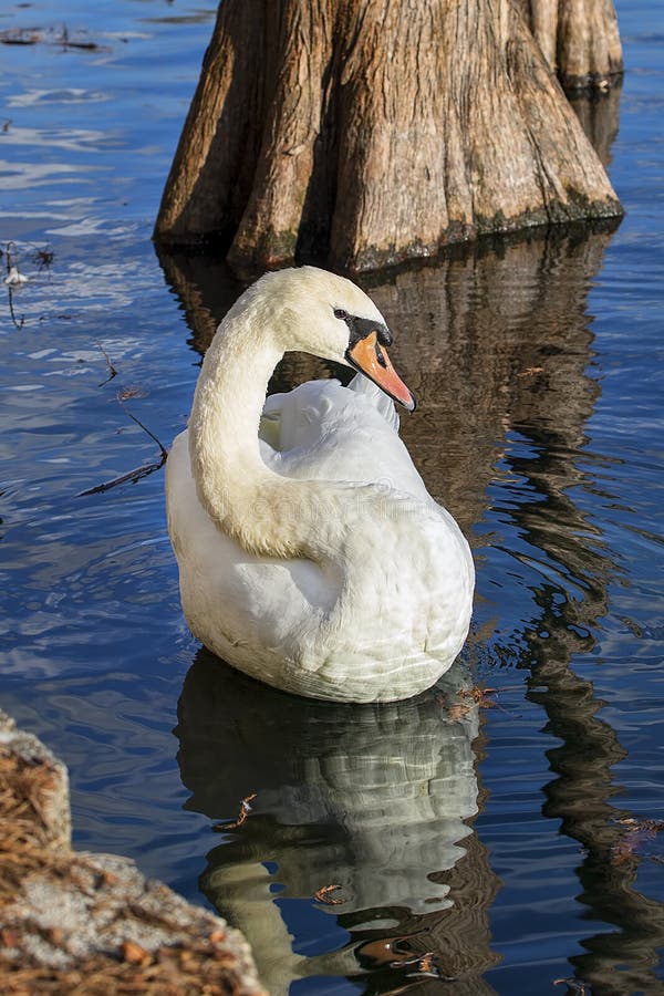 White Swan on Water stock image. Image of wild, environment - 88737359
