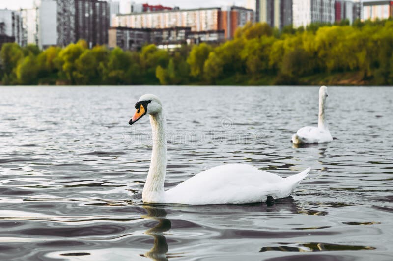 White Swan on the Water Surface. Front View of Elegant Waterfowl Stock ...