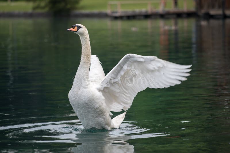 White Swan stock photo. Image of feathers, summer, large - 57719240