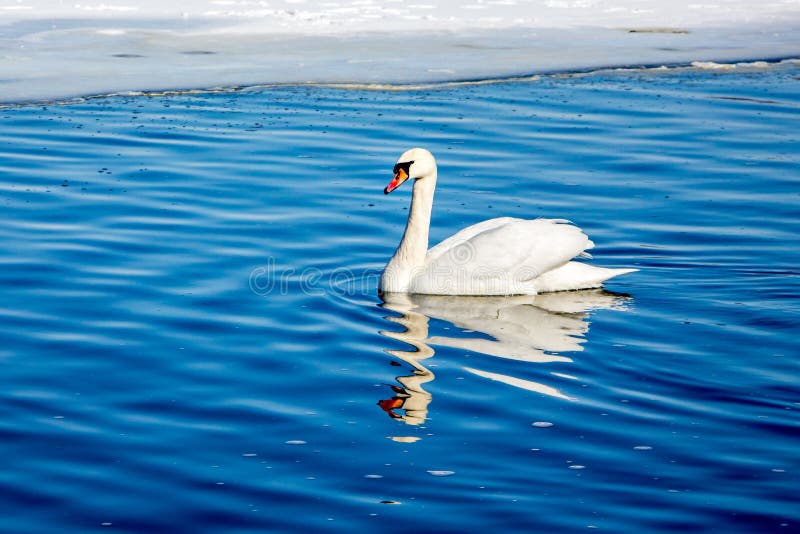 White Swan in the Winter on a River with Blue Water on a Sunny D Stock ...