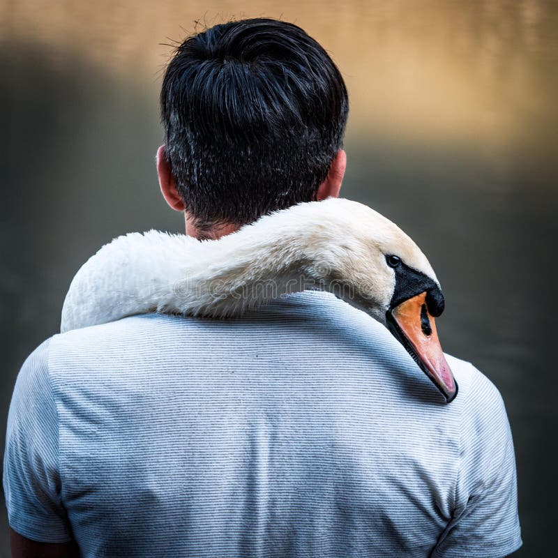 White Swan Wrapping Neck Around Human S Neck, AI Generated Stock ...