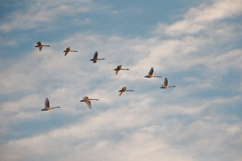 Flock of Trumpeter Swans Flying in V Formation Stock Photo - Image of ...