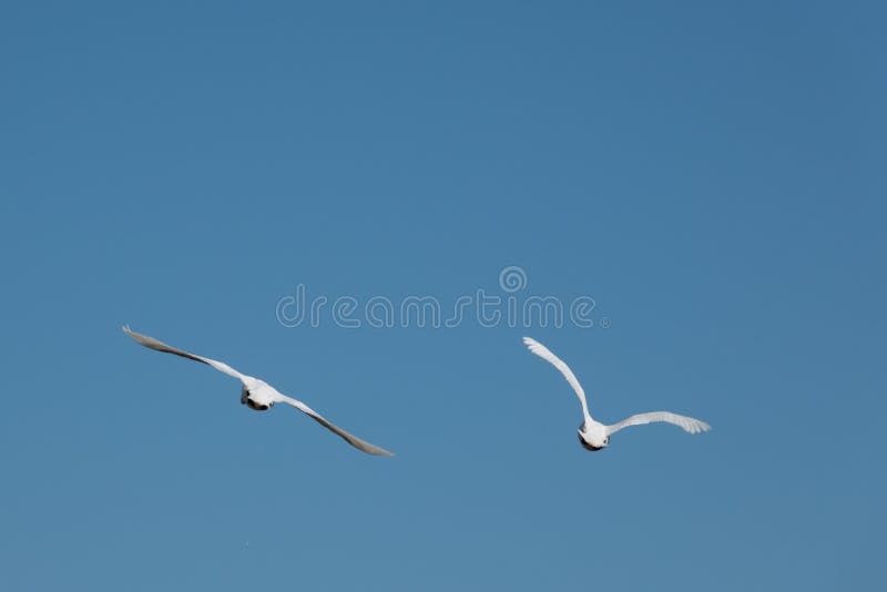 2 White Swans Fly Away in the Blue Cloudless Sky Stock Image - Image of ...