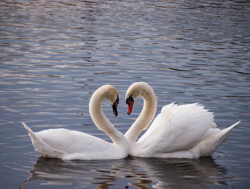 Love Swans Heart Stock Photos - Download 2,377 Royalty Free Photos