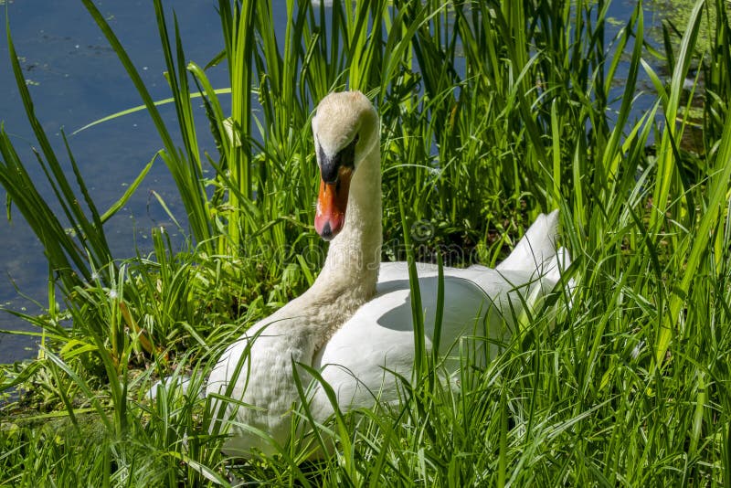 White Swans by the Lake in the Reeds Stock Photo - Image of spring ...