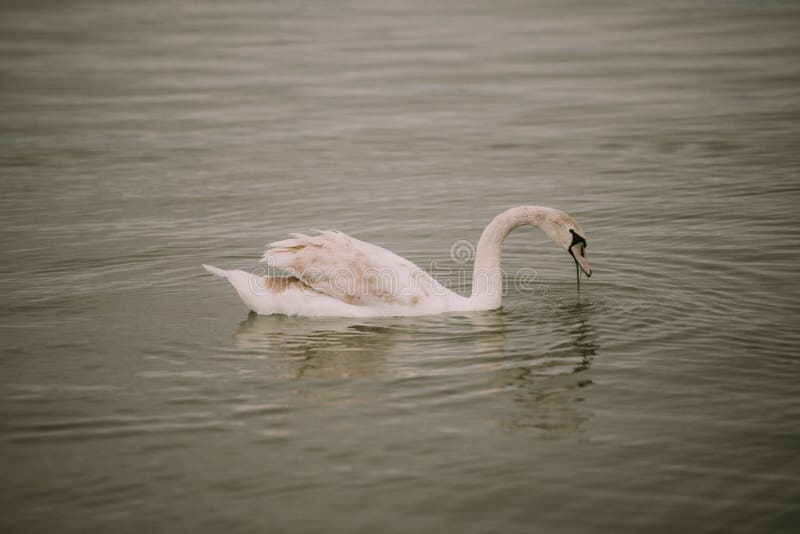 White Swans on the Lake. View from Distance Using Wide Angle Lens Stock ...