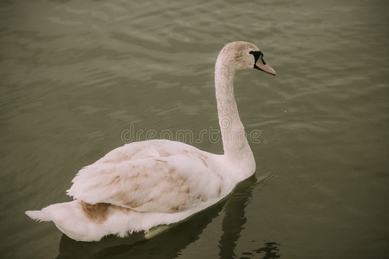 White Swans on the Lake. View from Distance Using Wide Angle Lens Stock ...
