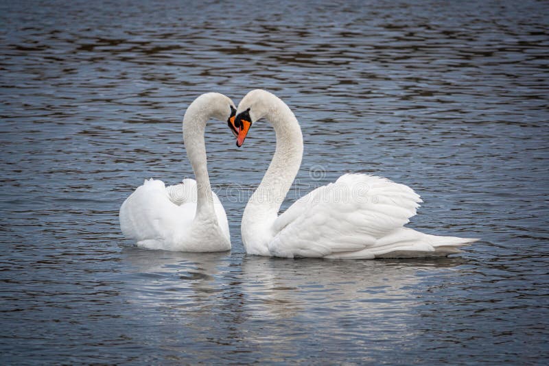 2white Swans in Love Courting on a Lake Stock Photo - Image of beak ...
