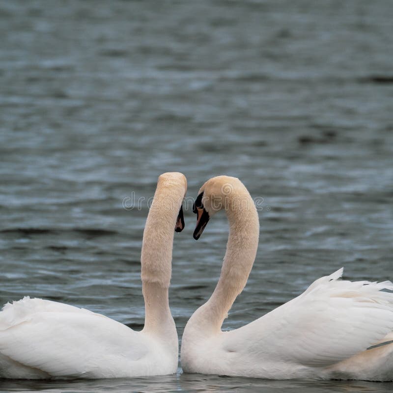 Swans in love stock photo. Image of ocean, blue, communication - 17035674