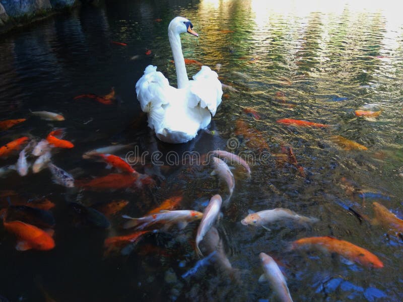 White Swans Playing in the Water with Colorful Fish Under the Water ...