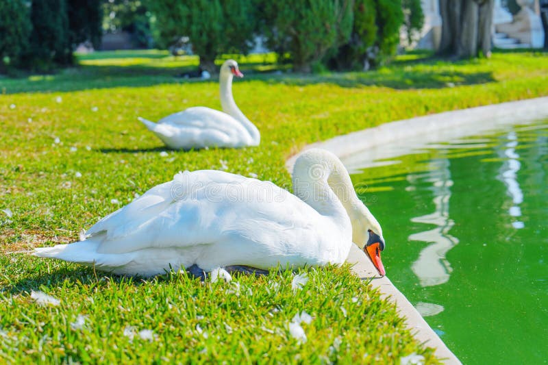 White Swans Resting by the Pond in the Park Stock Photo - Image of swan ...