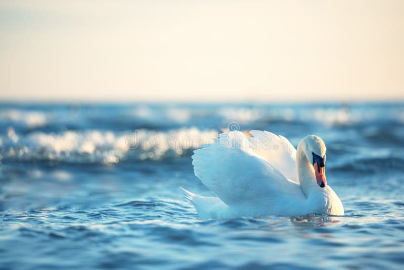 White Swan in the Sea Water,sunrise Shot Stock Image - Image of ...