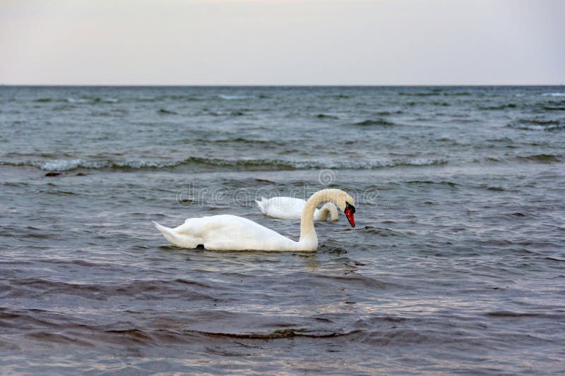 Swans swim in the sea stock image. Image of animal, copy - 317170423