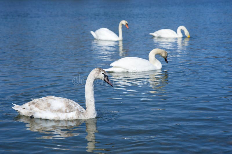 White Swans Swimming in River Water in the Early Spring. Stock Image ...