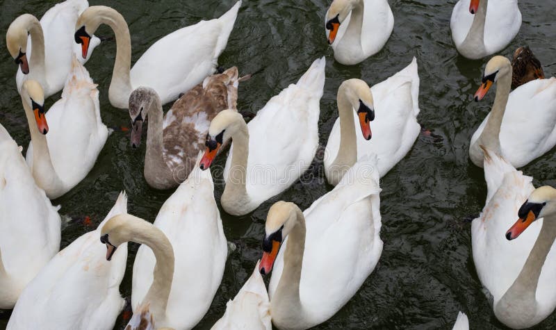 White swans top view stock photo. Image of peace, calm - 210572508