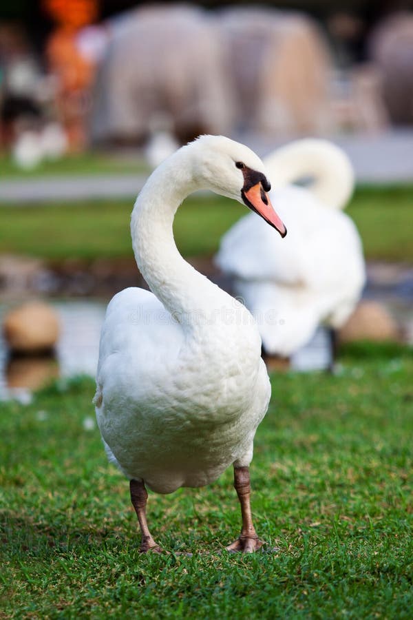 White swans in water pool stock photo. Image of pool - 35288430