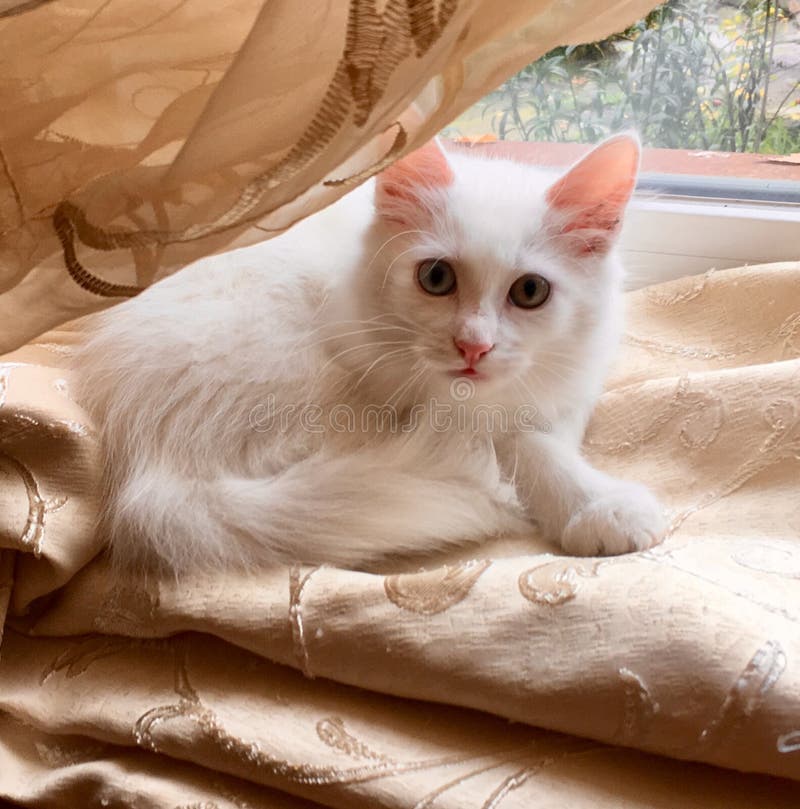 White sweet cat stock photo. Image of sweet, yellow - 152134004