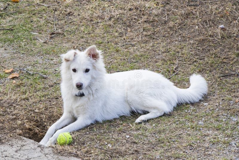 White Swiss Shepard, White Dog Stock Photo - Image of sweet, head ...