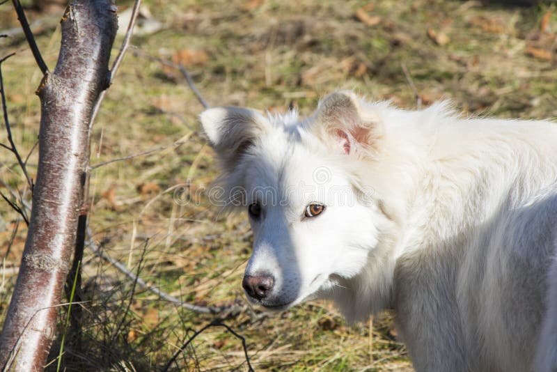 White Swiss Shepard, White Dog Stock Photo - Image of eyes, closeup ...