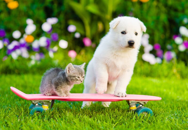 White Swiss Shepherd`s Puppy and Tabby Kitten on Skate Stock Image ...
