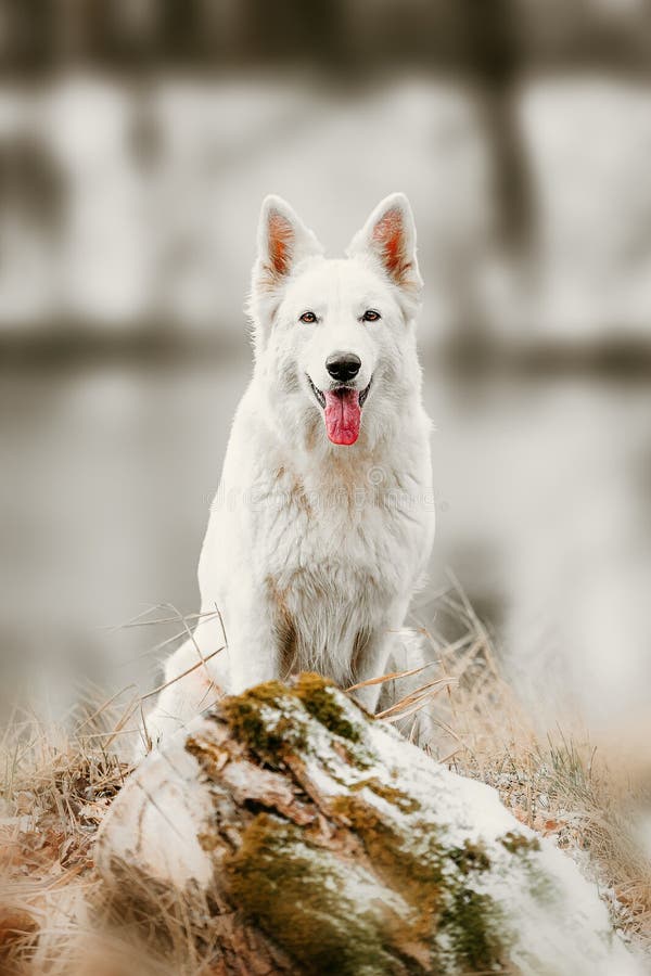 White Swiss Shepherds Laying on Walking Stock Image - Image of mammal ...