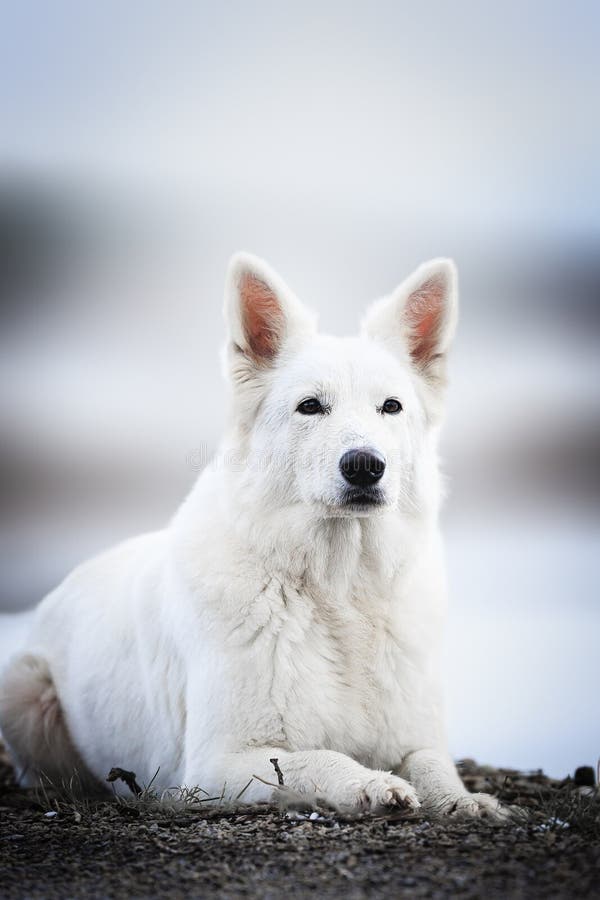 White Swiss Shepherds Laying on Walking Stock Photo - Image of ...
