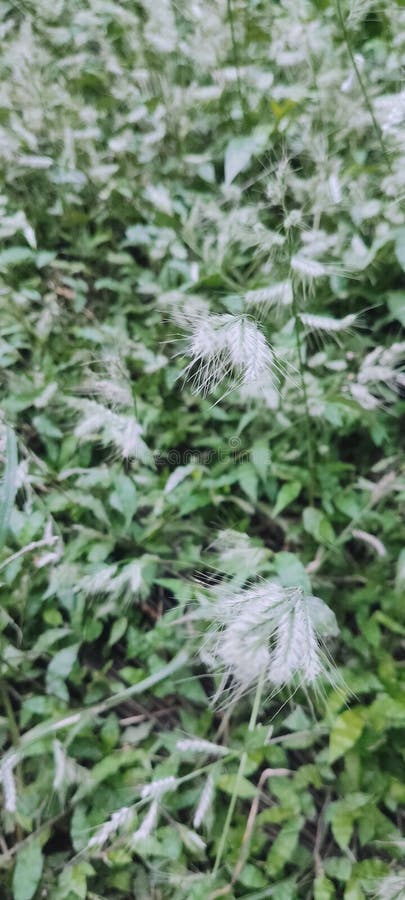 White sword grass stock image. Image of flower, nature - 248966979